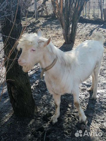 Козел зааненский