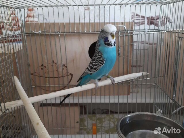 Чех самочка. Возраст 1 год