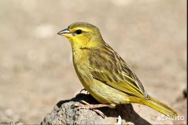 Золотистый воробей