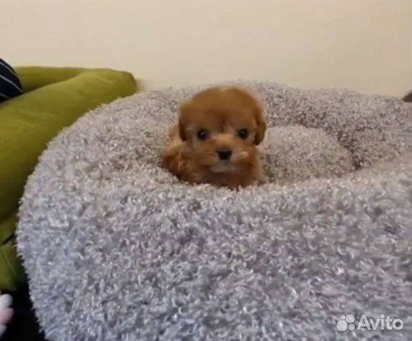 Мальтипу Микро Девочка Корея В наличии в Москве