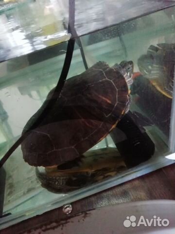 Черепаха красноухая