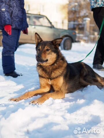 Дэни ищет дом