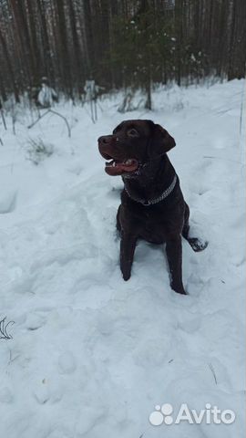 Вязка лабрадор