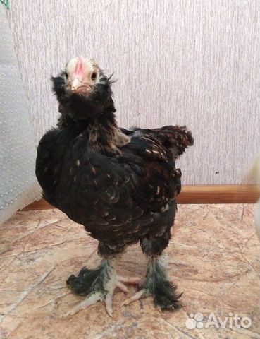 Петух цыпленок Фавероль
