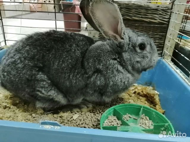 Кролики на племя