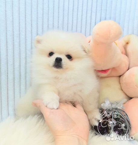 Померанский шпиц