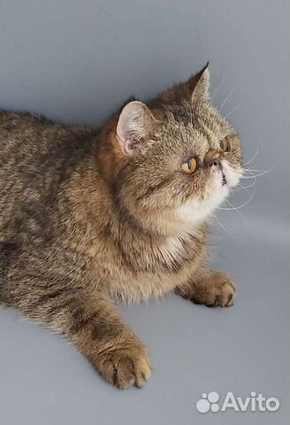 Экзотическая девочка