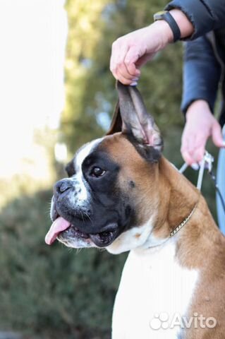 Боксеры Юниоры