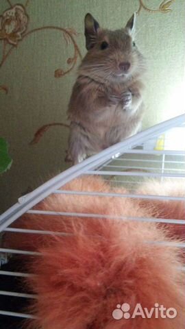 Дегу цветные малыши