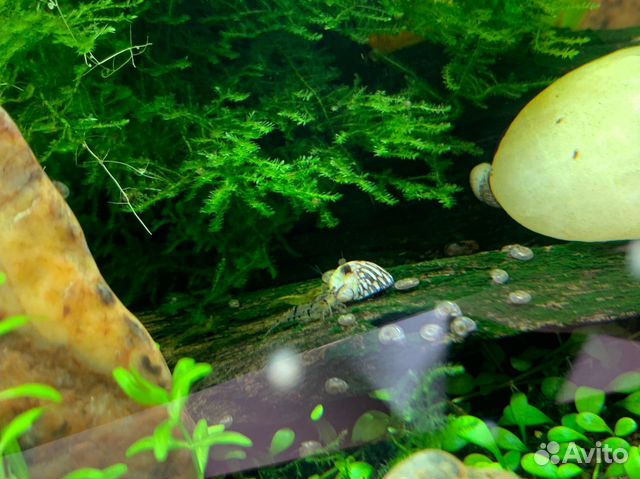 Теодоксус улитка