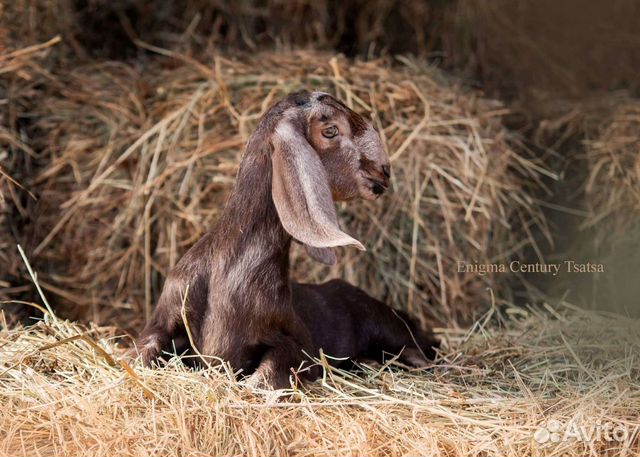 Коза нубийская