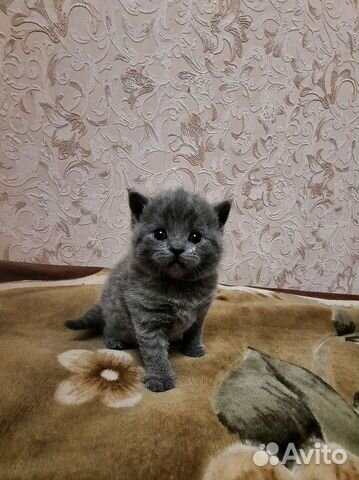 Шотландские котята крупные малыши