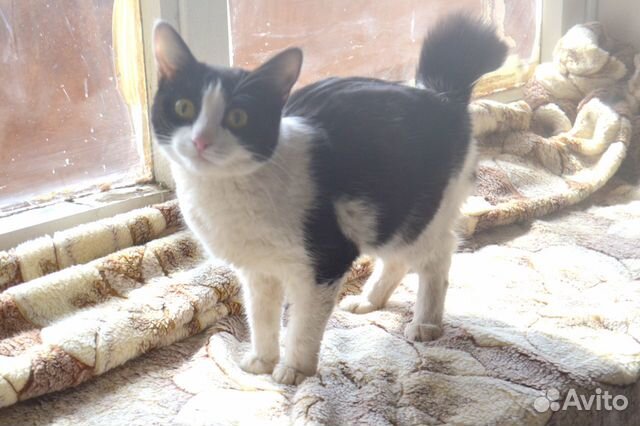 Котенок Галочка в добрые руки
