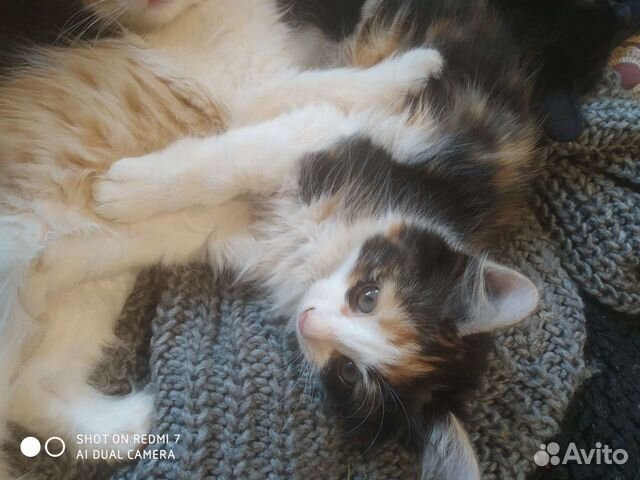 Котенок девочка