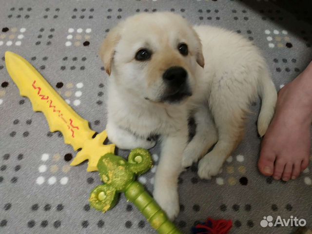 Щенок метис ритривера