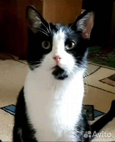 Котенок мальчик 10 месяцев