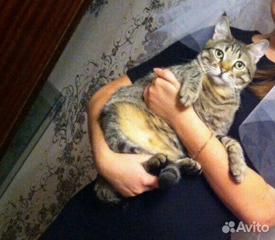 Кот