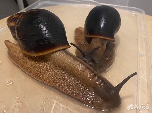 Улитки архахатина маргината