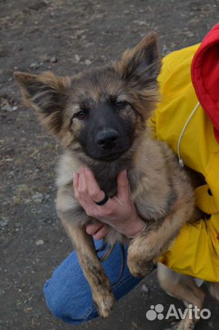 Сальта, типаж овчарки в добрые руки