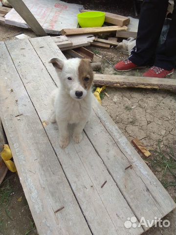 Очень милый щеночек в добрые руки