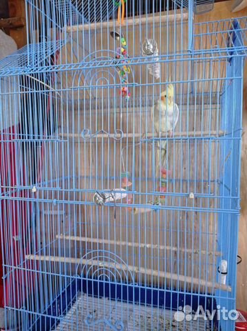 Попугай корелла с клеткой