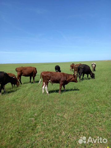 Бычки и быки на мясо
