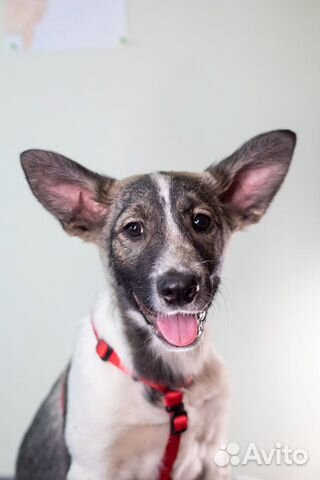 Круассан ищет дом, 4 мес