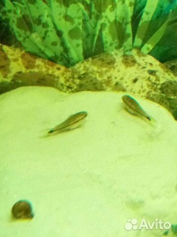 Коридарос пигмеи