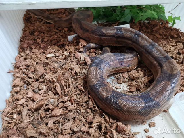 Змея удав Max caramel очень красивый