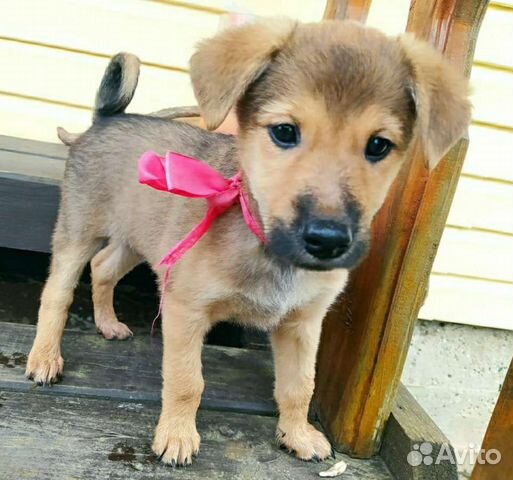 Щенок в добрые руки