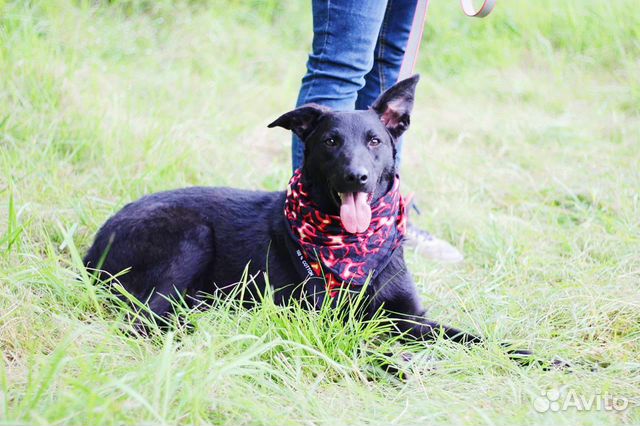 Собака ищет двуногих родителей и тёплую квартиру