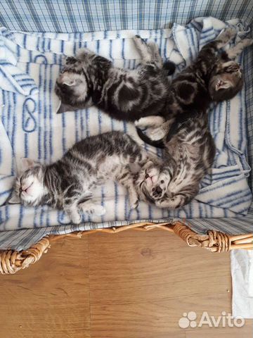 Кошки