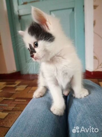 Черно-белый котик