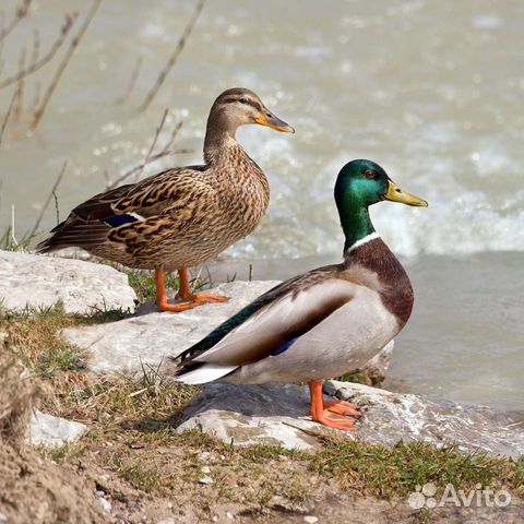 Утка кряква