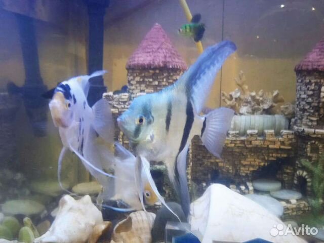 Рыбы Склярии