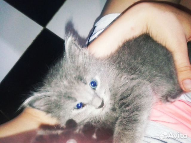 Продаётся котёнок серенький мальчик