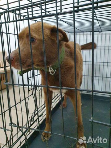 Дайте шанс спасенной девочке без имени