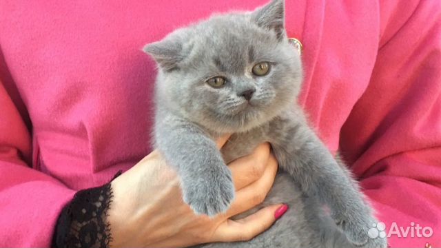 Британские котята