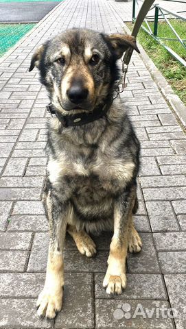 Тимоша ищет дом