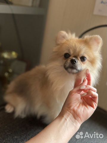 Шпиц девочка 2 кг