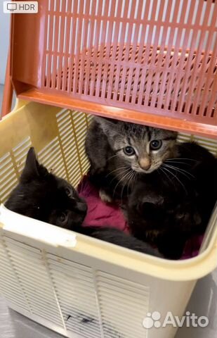 Котята в добрые руки