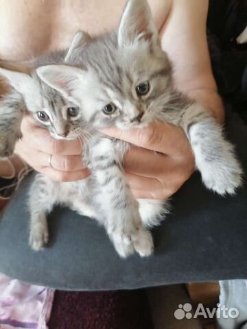 Кошки котята Британские