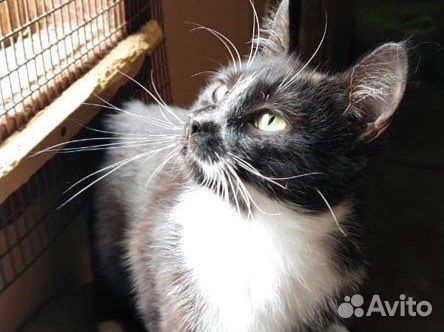 Молодая супер ласковая кошечка