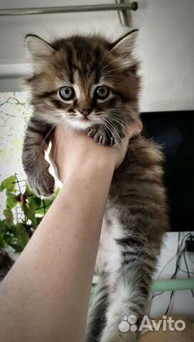 Кошка 1,5 месяца