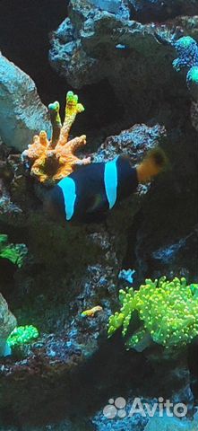 Клоун и кораллы