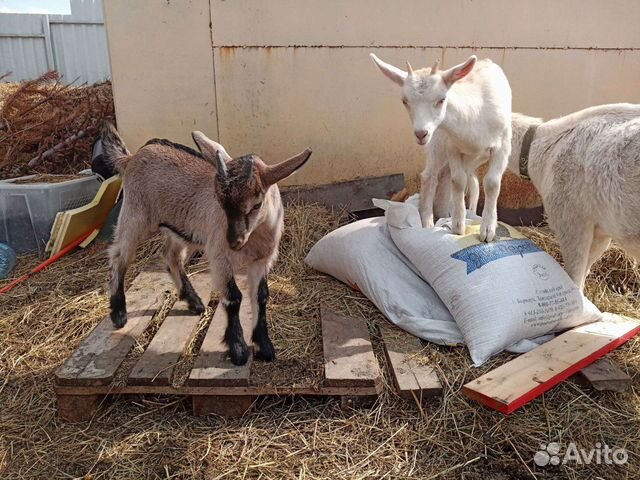 Продам козлят