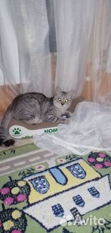 Найден кот