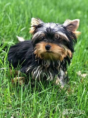 Девочка-красотка, 4,5мес,мини