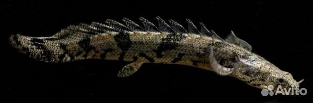 Полиптерус Эндлихера