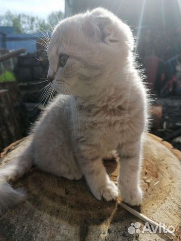 Элитная шотландка в очень необычном окраске лилово